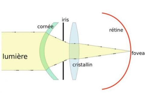 Anatomie de l'oeil - Dr Jean-Marc Ancel | Ophtalmo spécialiste en chirurgie